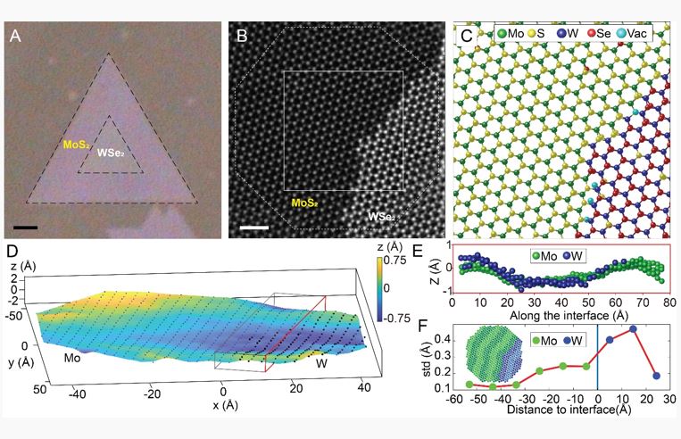 Capturing 3d Atomic Defects And Phonon Localization At The 2d