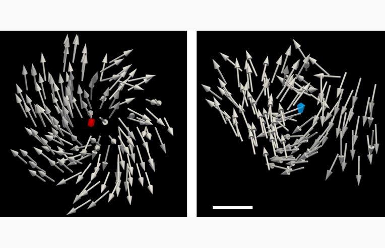 Three-dimensional topological magnetic monopoles and their interactions ...