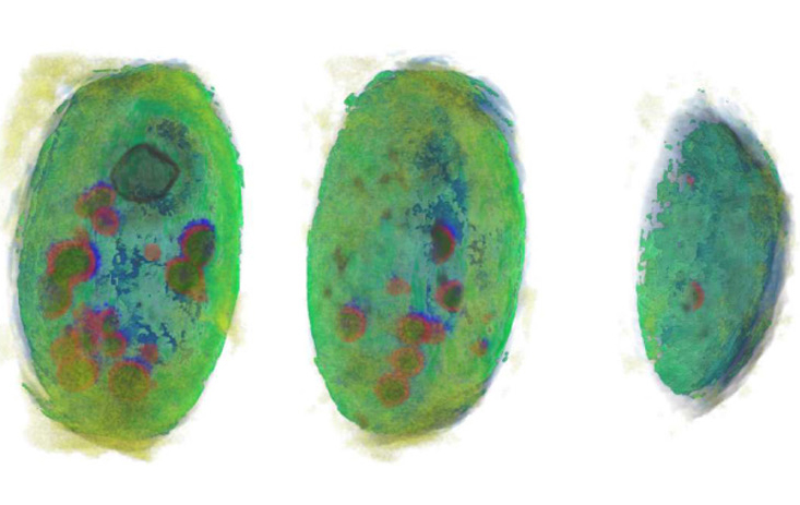 Correlative 3D X-ray Fluorescence and Ptychographic Tomography of ...